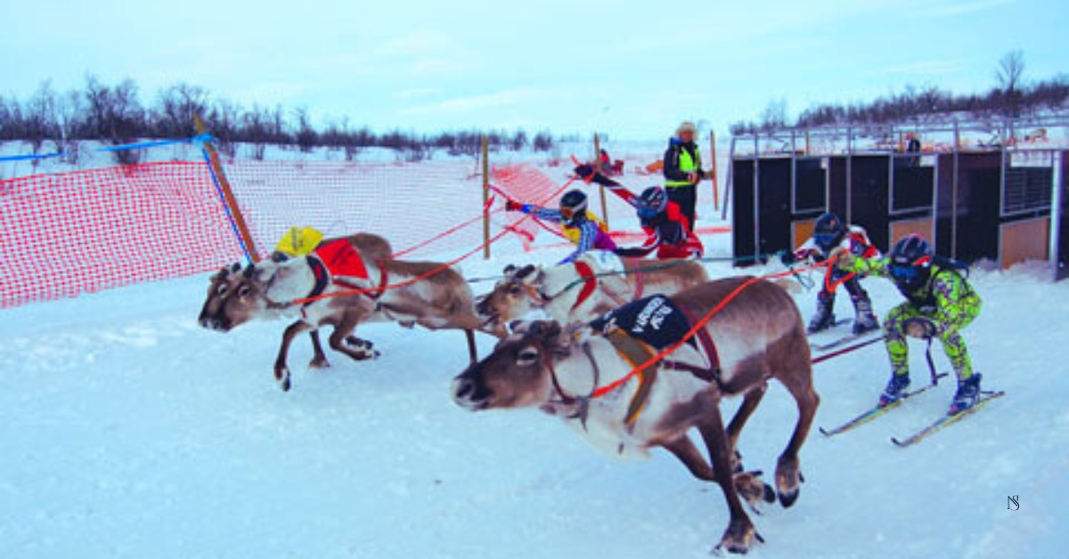 World Reindeer Racing Championships in Kautokeino - The Norwegian Standard