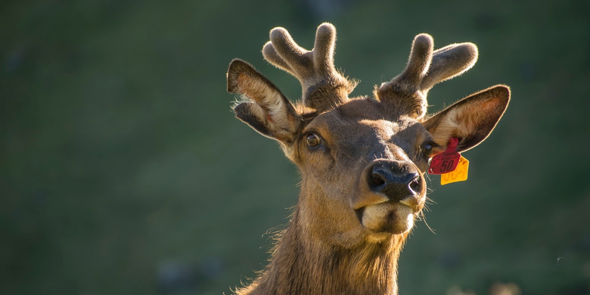 Myths and Facts About Sami Reindeer Herding - The Norwegian Standard