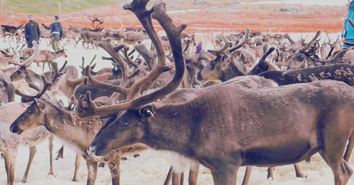 Myths and Facts About Sami Reindeer Herding - The Norwegian Standard